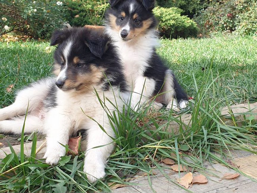 Щенки шелти