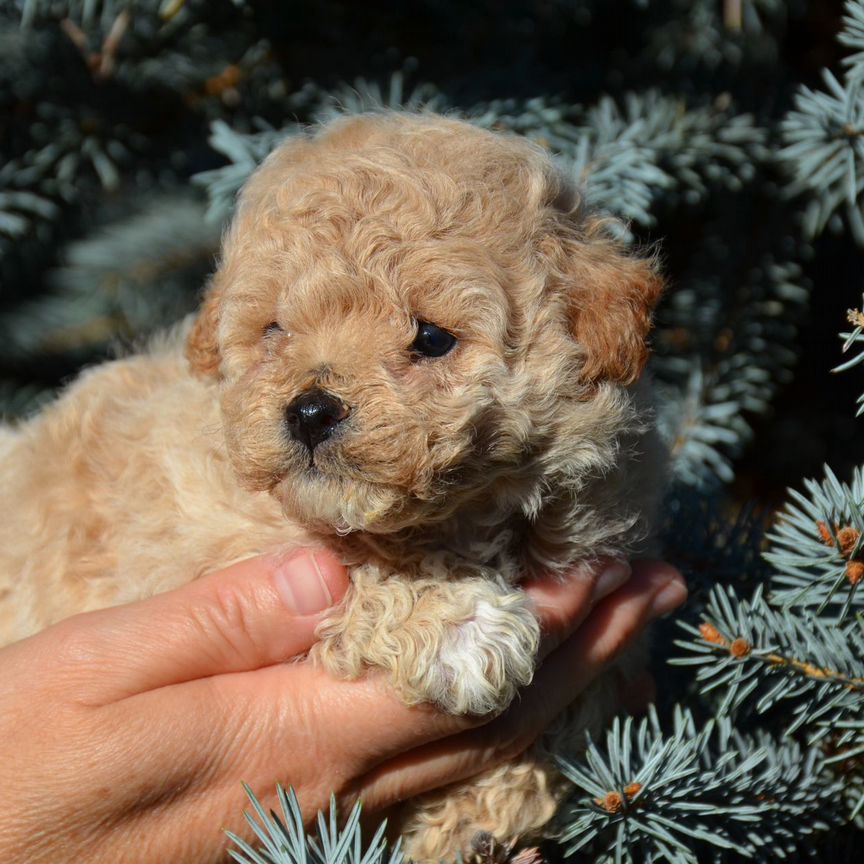 Щенки мальтипу f1