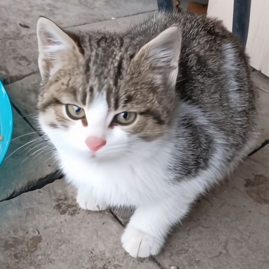 Котёнок в добрые руки