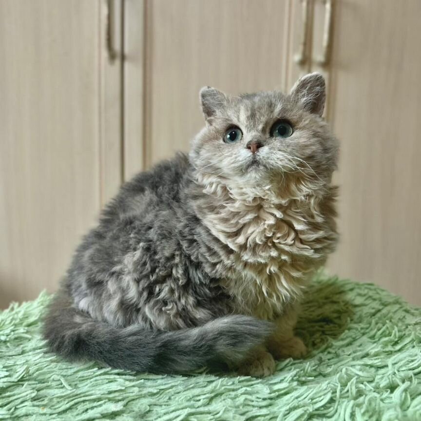 Кудрявый малыш