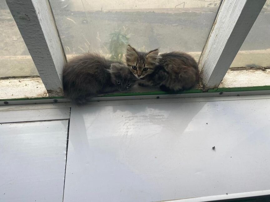 Маленьких котят выкинули на улицу