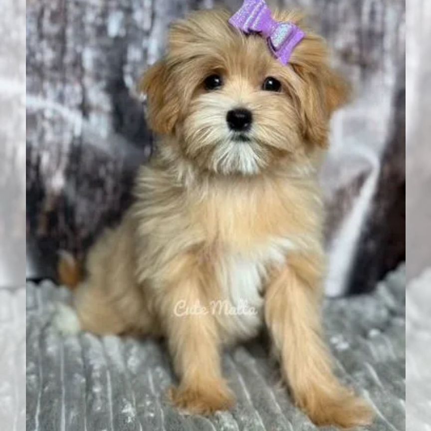 Мальтипу, щенок