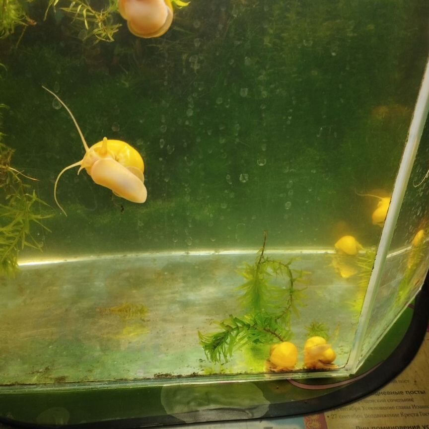 Улитки ампулярии