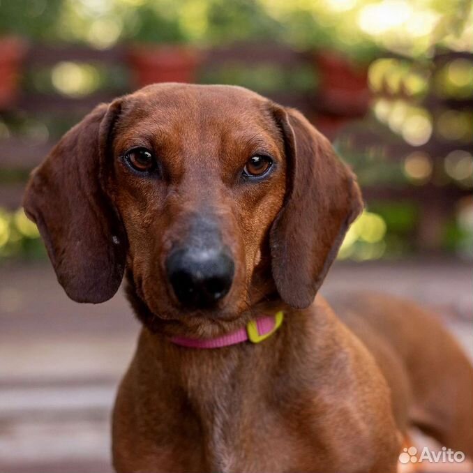 Такса Дик в добрые руки