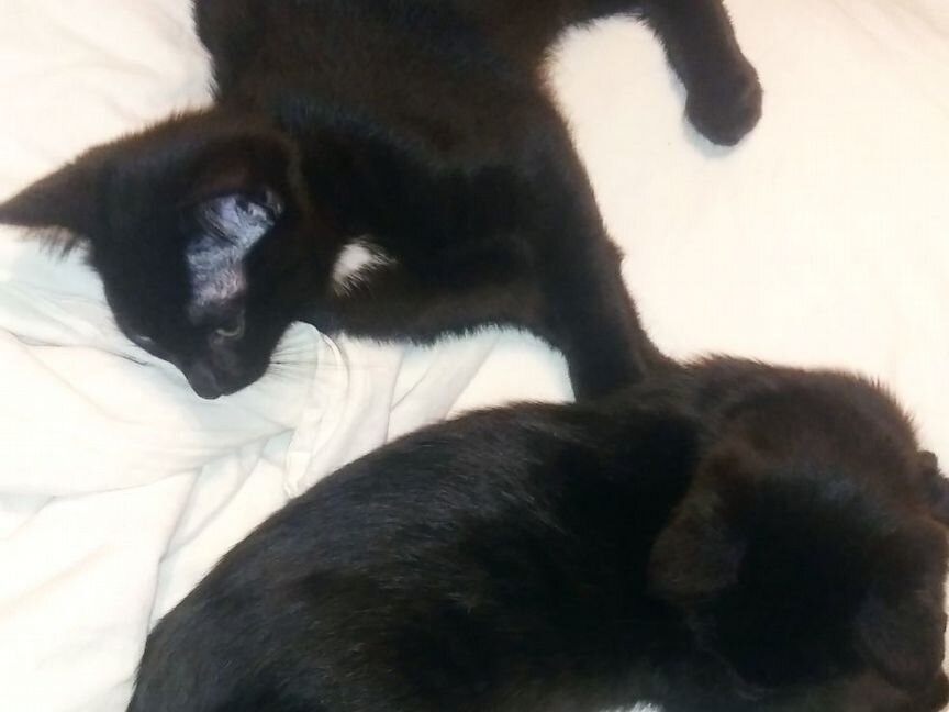 Отдам в добрые руки 2х котят