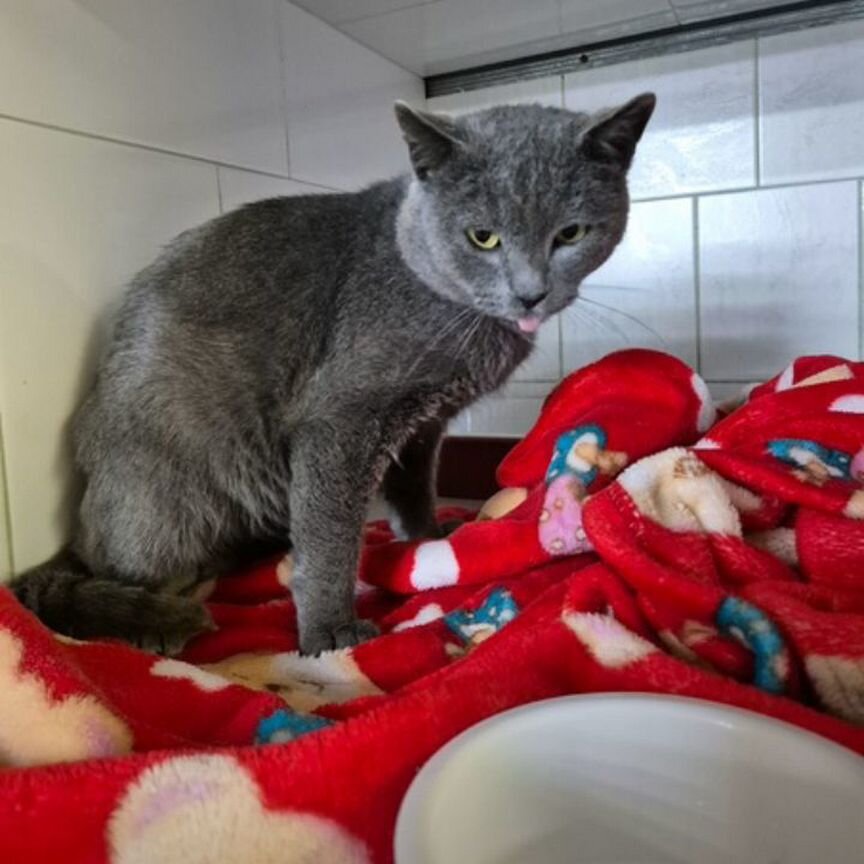 Плюшевый кот