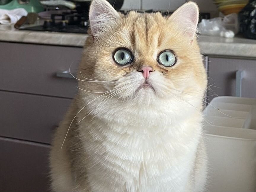 Котик британец