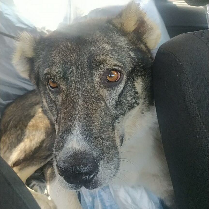 Собака алабай