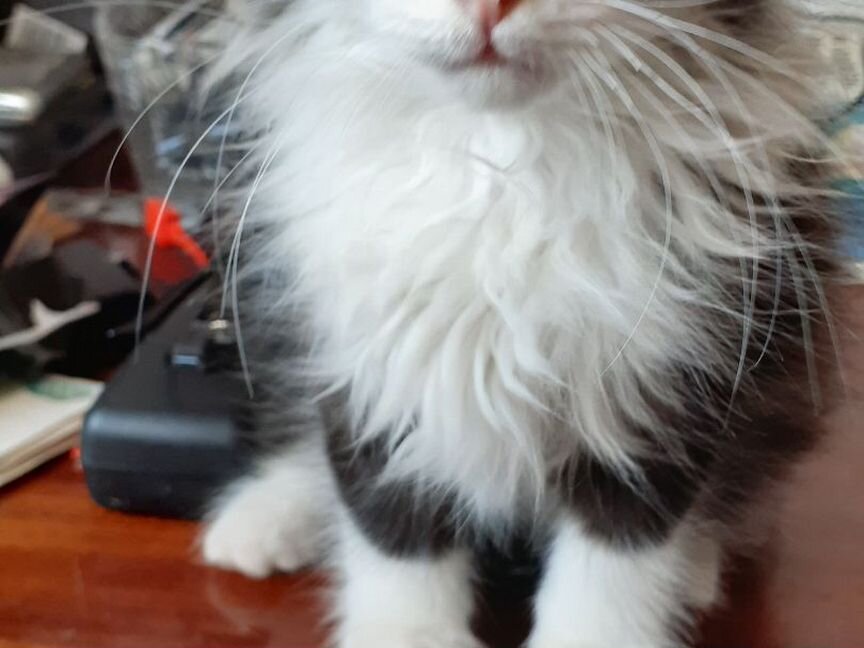 Котята норвежская лесная