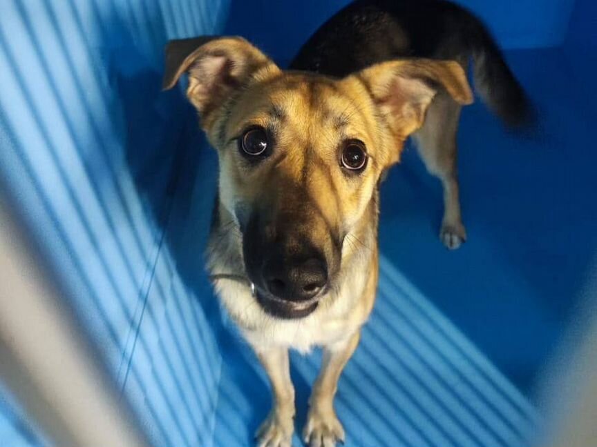 Собака год прожила взаперти