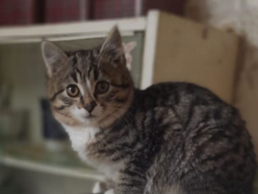 Котята 2,5 месяца в хорошие руки