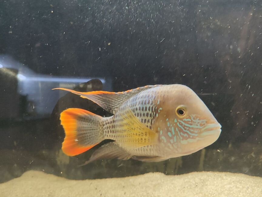 Бирюзовая акара