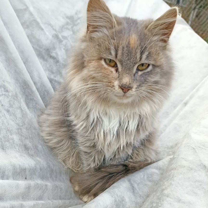 Кошечка 9 месяцев