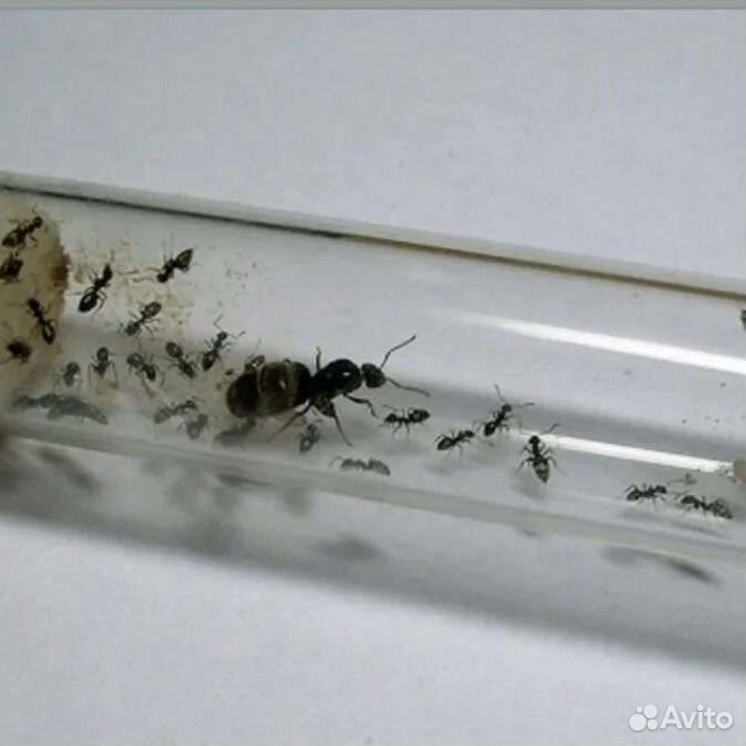 Матка муравьев lasius niger