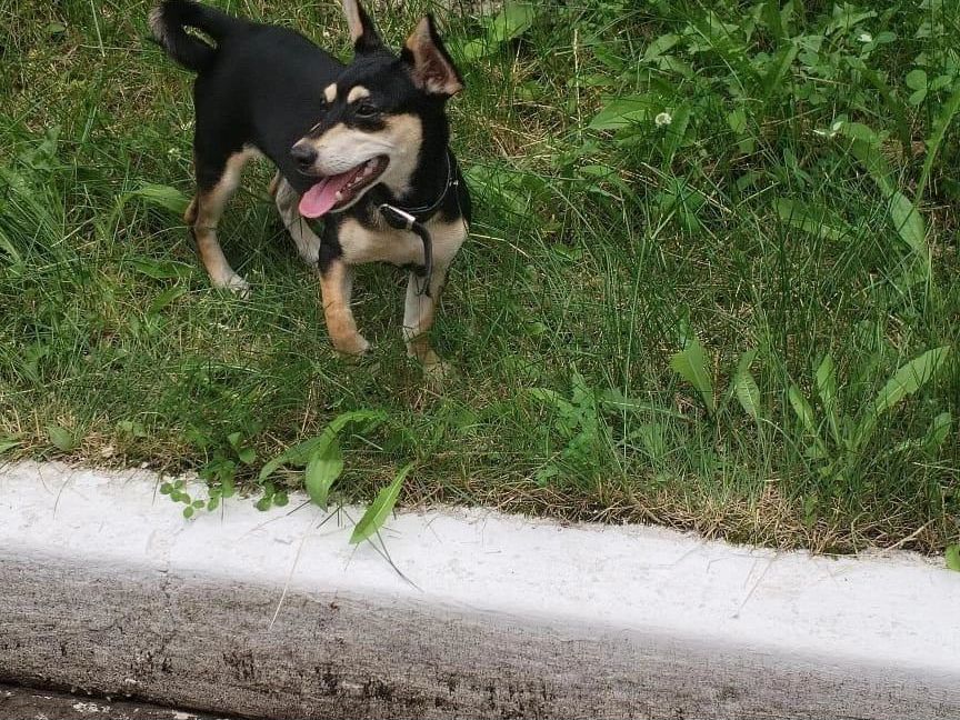 Собака в добрые руки