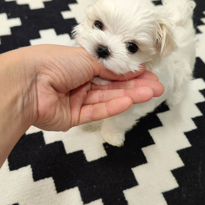 Мальтийская болонка мини