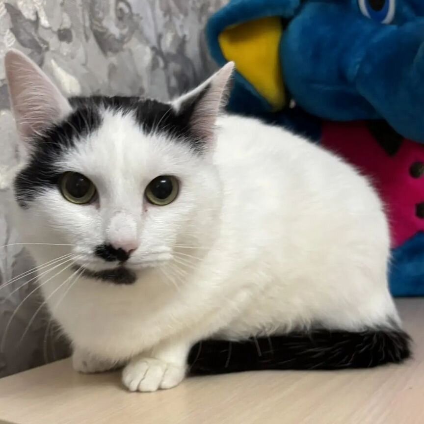 Взрослый кот в добрые руки