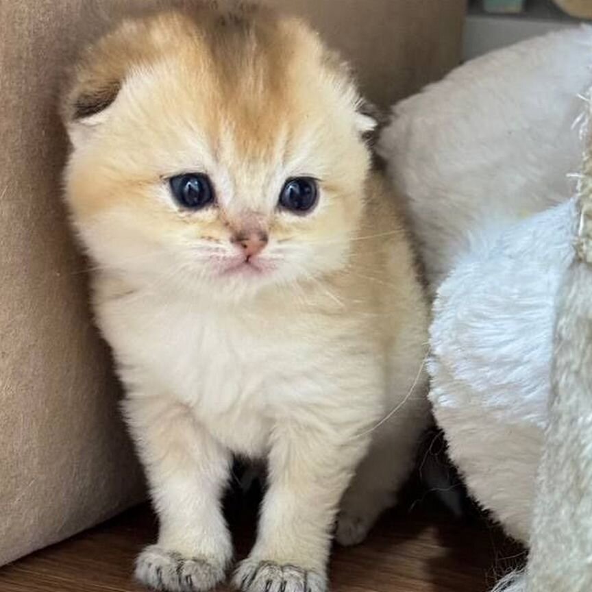 Шотландские котята висло и прямоушки