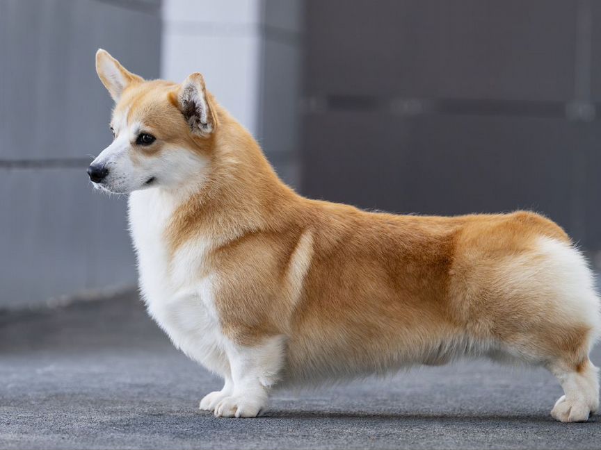 Вельш-корги пемброк вязка