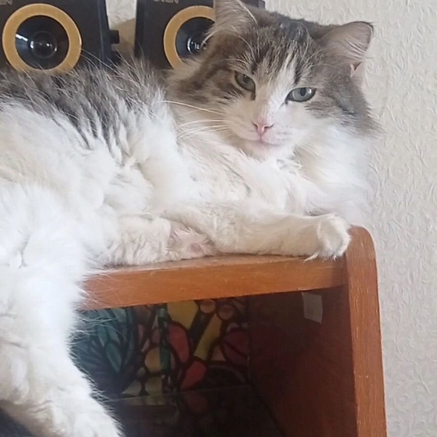 Шикарная Кошка