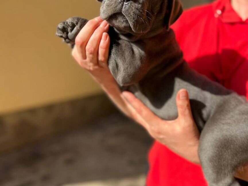 Щенки кане Корсо