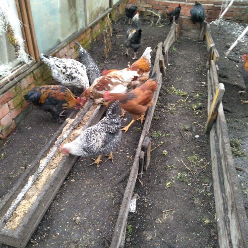 Куры, петушки молодые