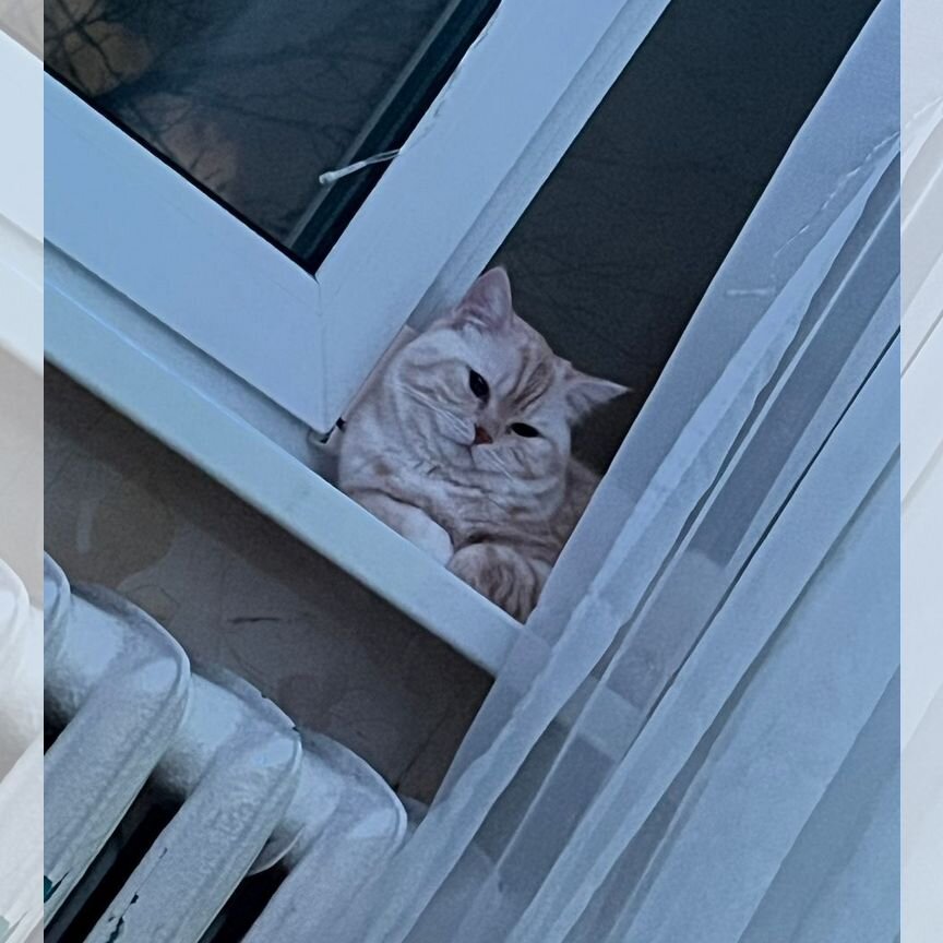 Британский длинношёрстный, взрослый кот