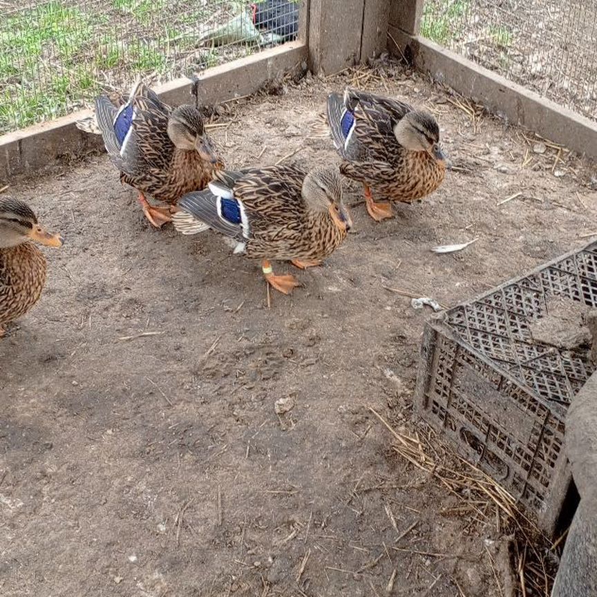 Подсадные утки