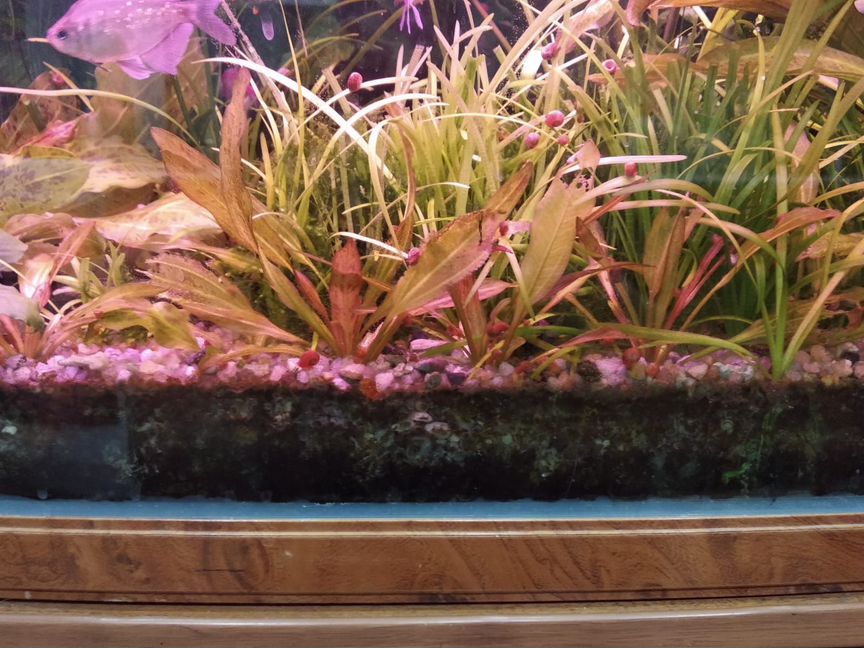 Эхинодорус Рубин