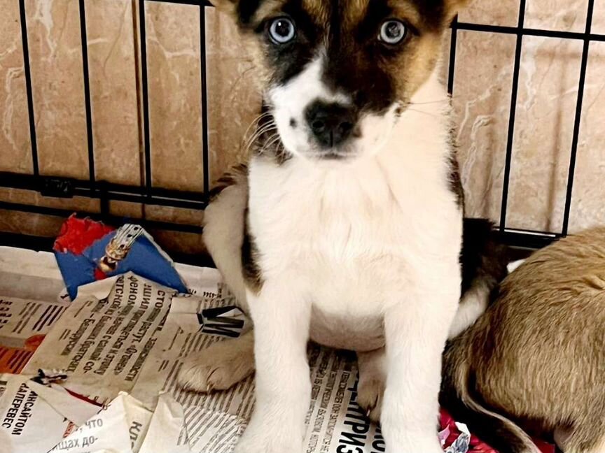 Щенки ищут семью