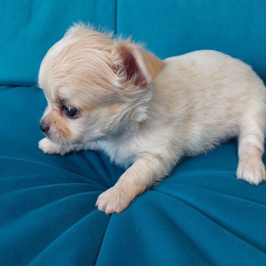 Щенки чихуахуа