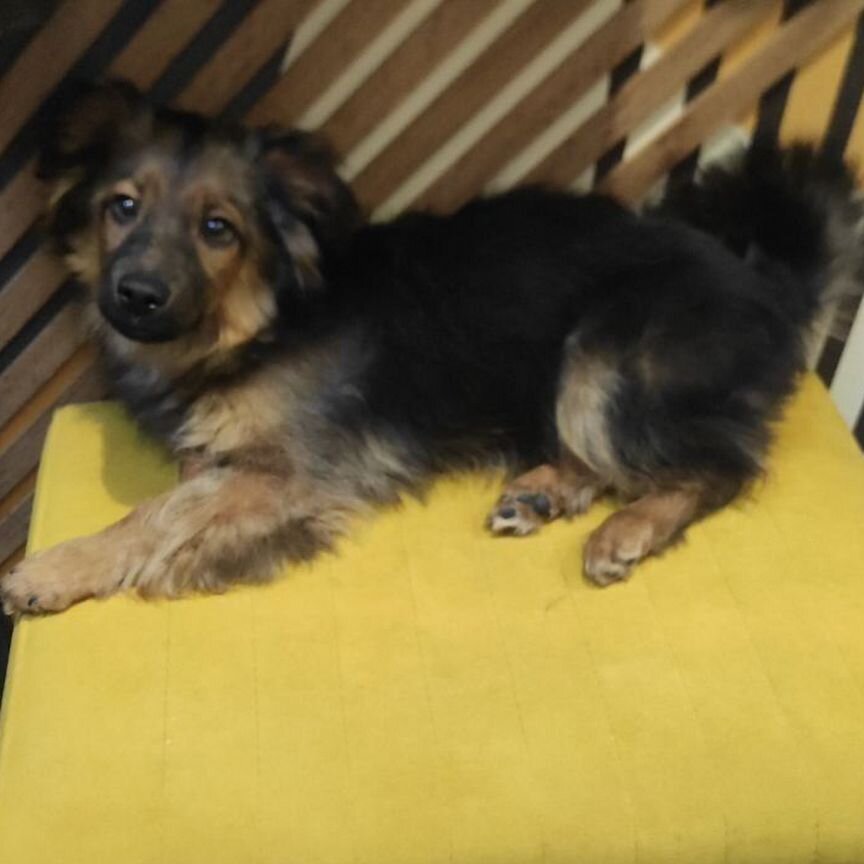 Щенок в добрые руки