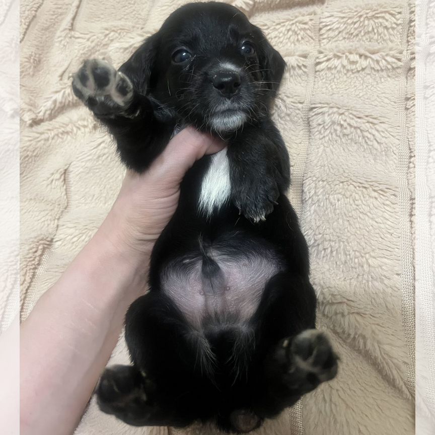 Русский охотничий спаниель, щенок