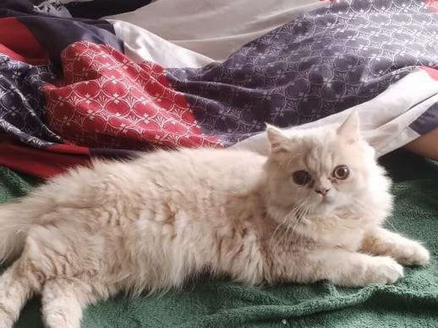 Кошка персидская