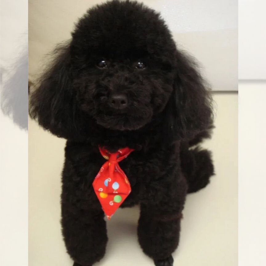 Той-пудель, щенок