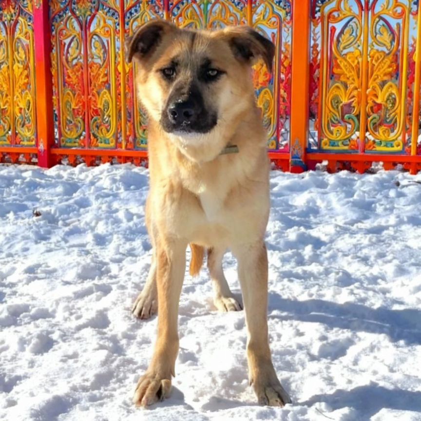 Взрослая собака в добрые руки