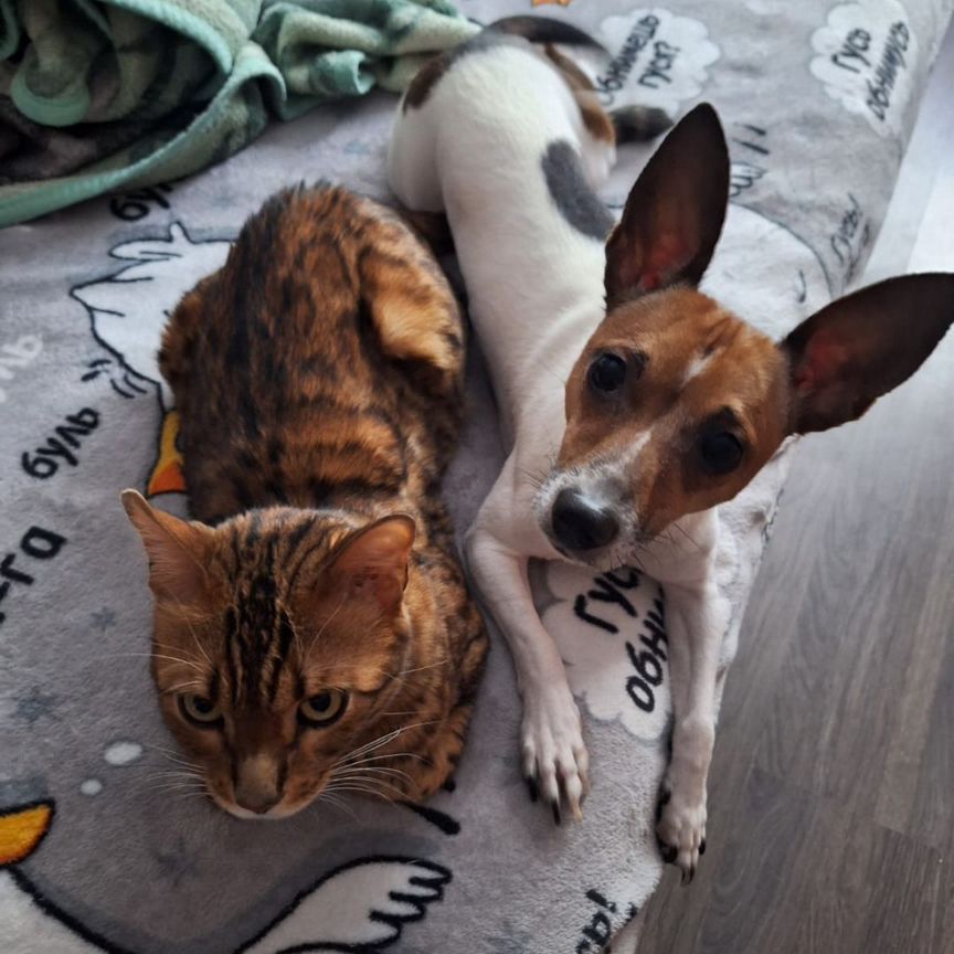 Джек рассел