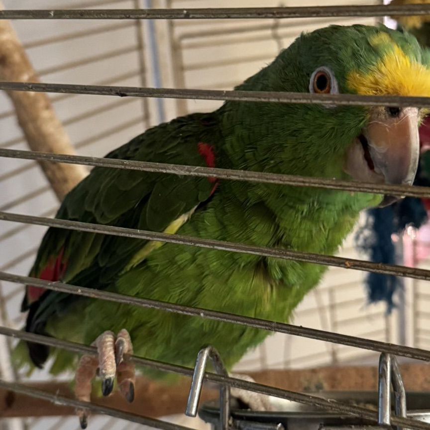 Попугай амазон