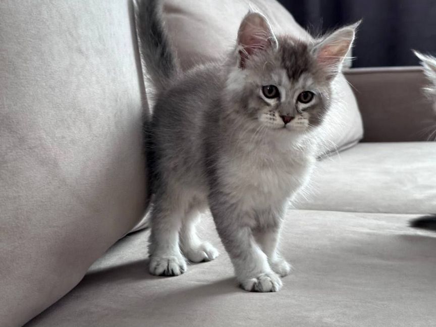 Котята мейн-кун