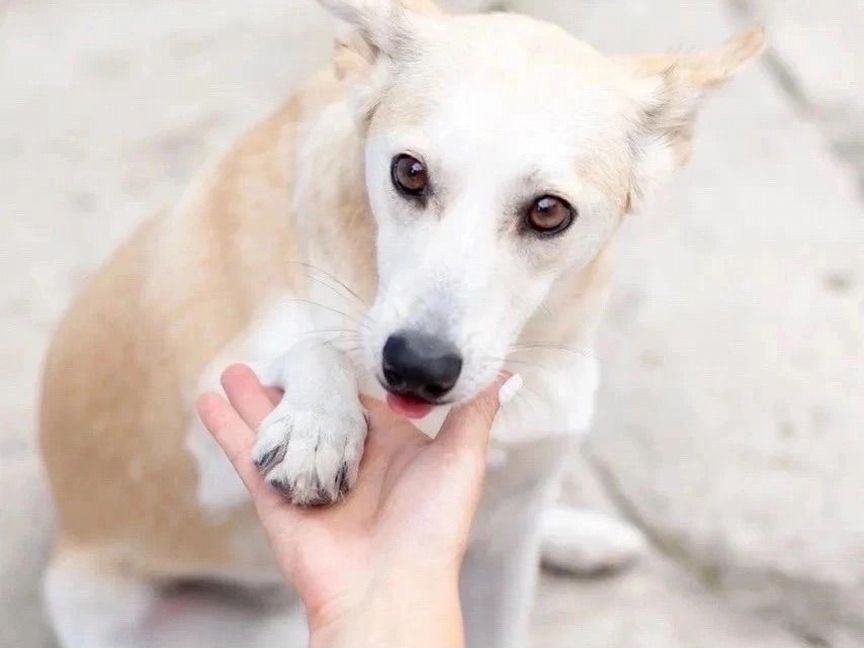 Люся. Идеальная собака компаньон. Сочи. Приют