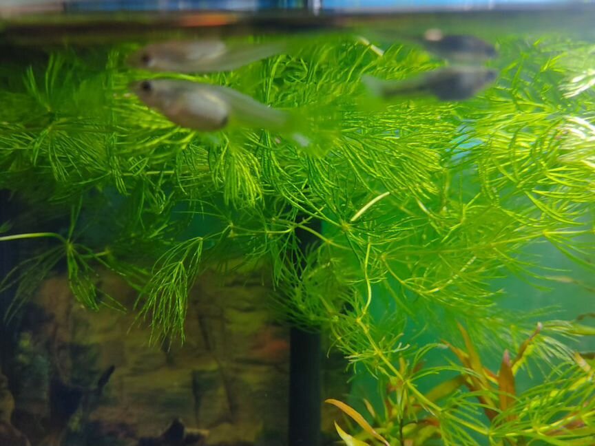 Гуппи бесплатно