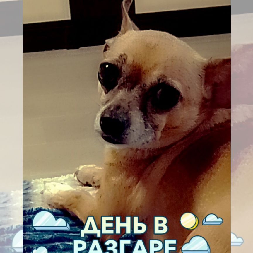 Помесь тойчика с чихуахуа