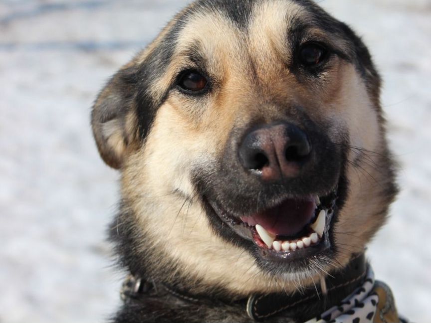 Джейна из приюта готова стать вашим питомцем