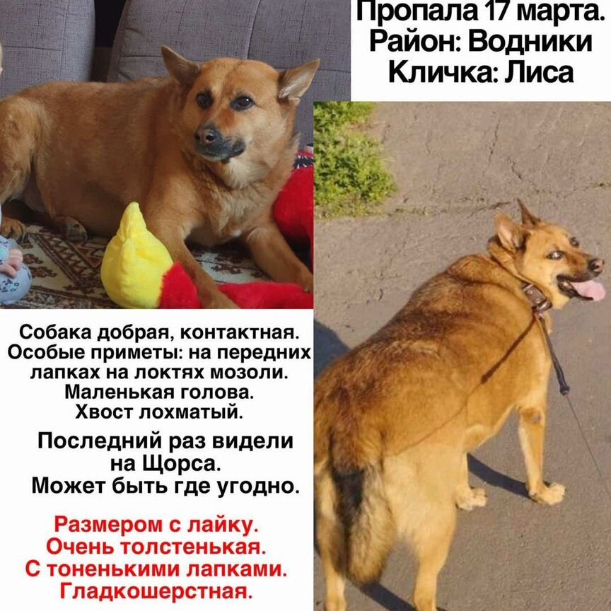 Потерялась собака