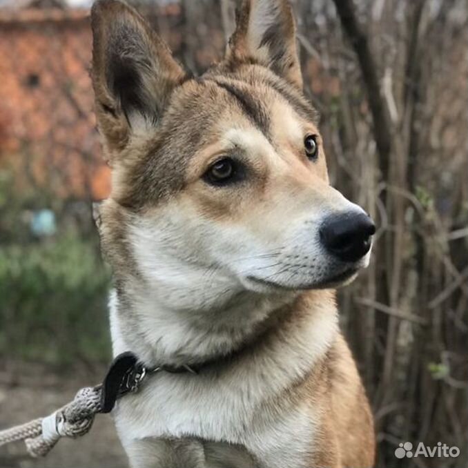 Волкособ, лайка, охота