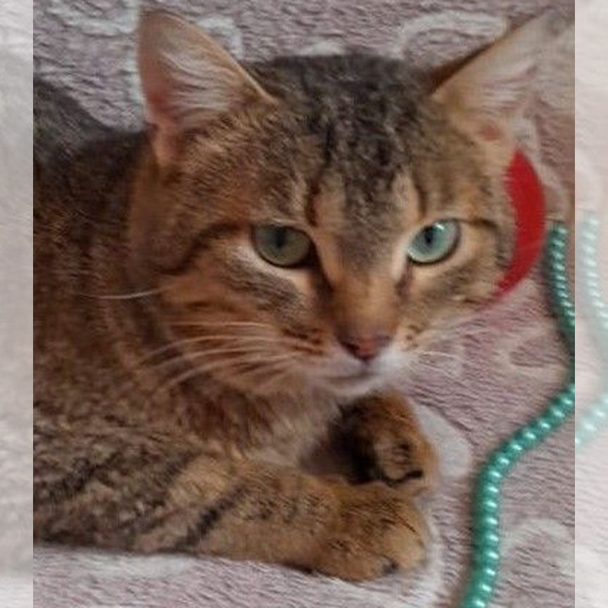 Кот Бублик