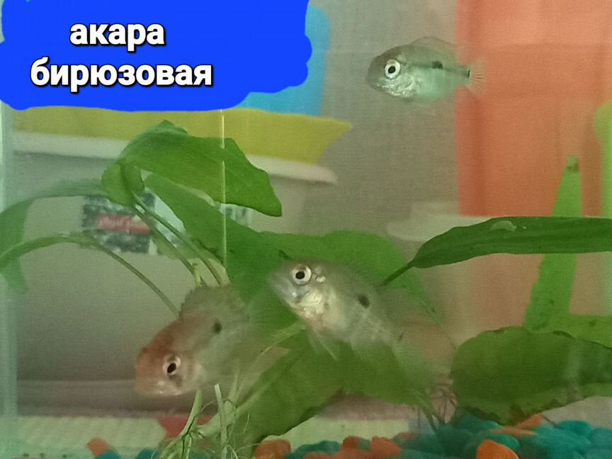 Акара бирюзовая