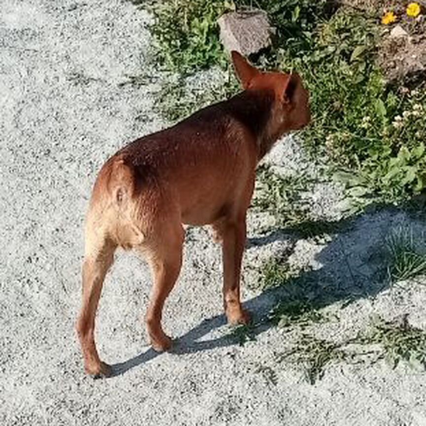 Цверг пинчер