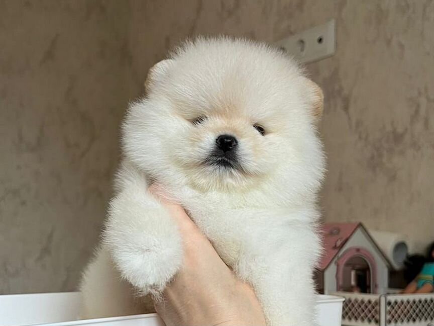 Померанский шпиц мини