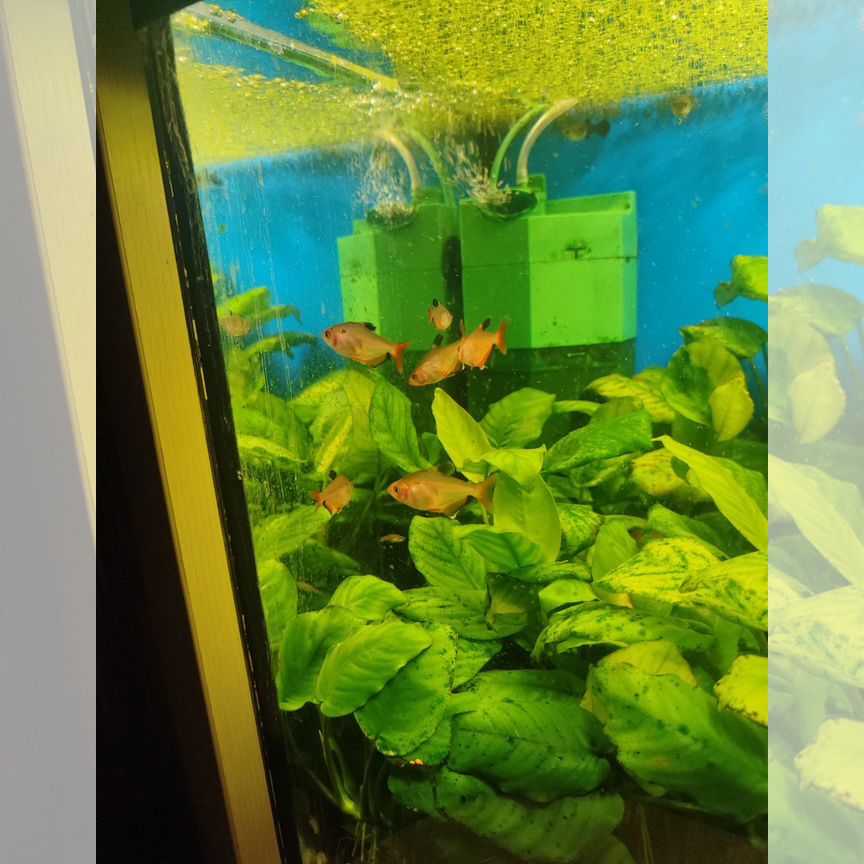 Тетра минор